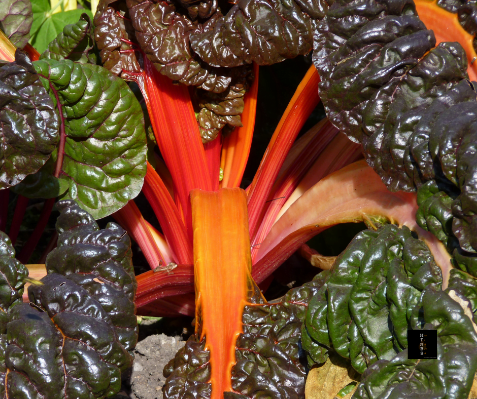 Getting To Know Swiss Chard